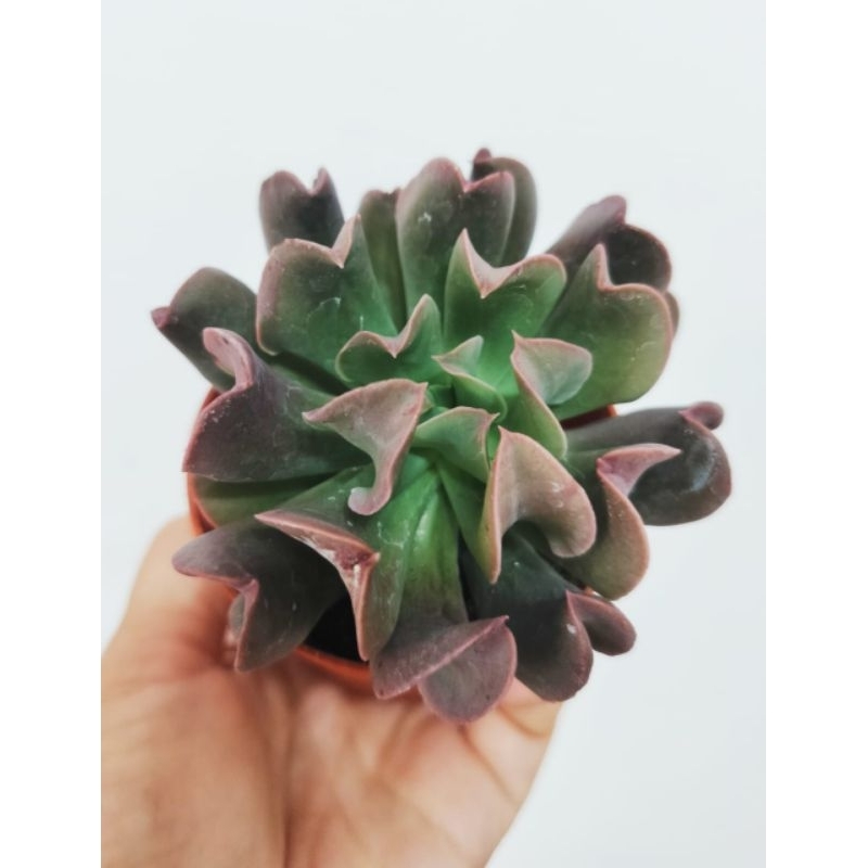 WAF succulent Echeveria Black Hawk 黑鹰 with 85mm pot direct from Cameron ...