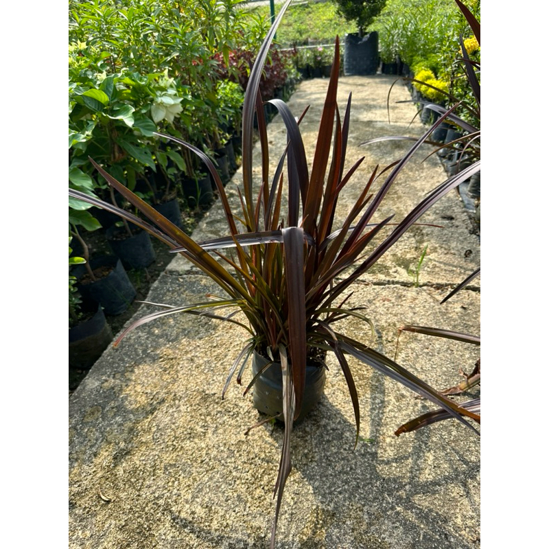 Phormium tenax purpureum | Purple New zealand Flax | live plant ...
