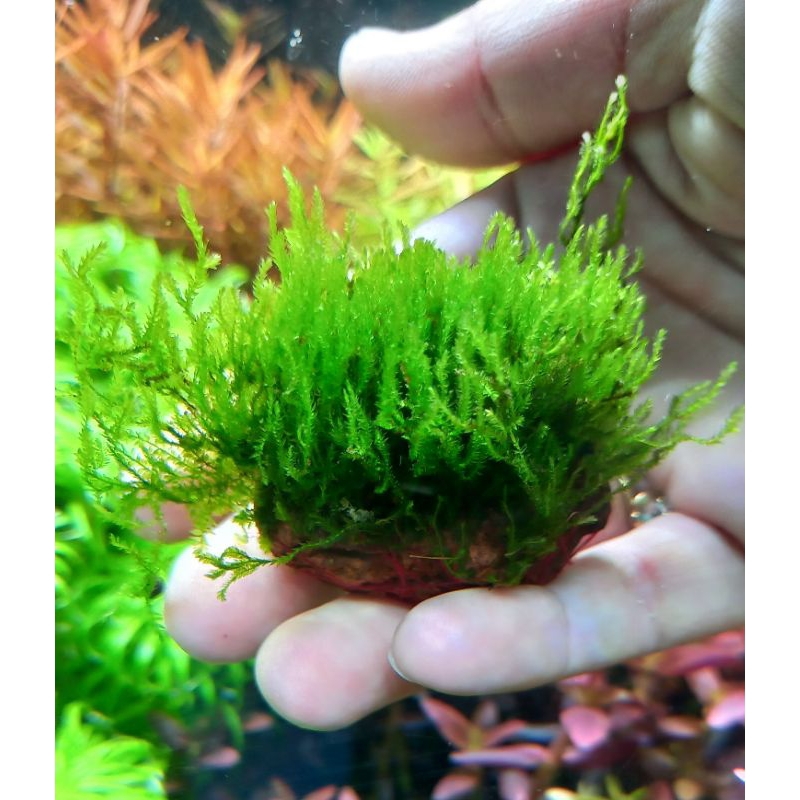 Flame moss on rock (submerged) | Shopee Malaysia