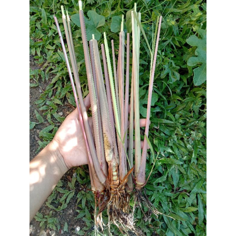 6 batang serai wangi merah kampung | Shopee Malaysia