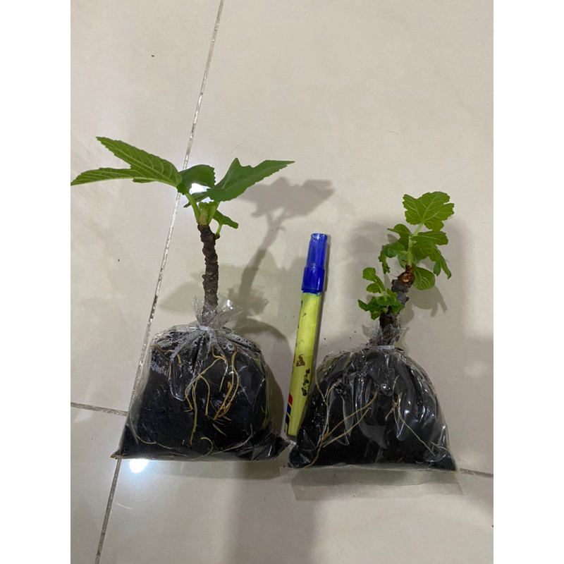 Keratan Berakar dalam bunjut Pokok Tin Variati Super Red Hybrid ...