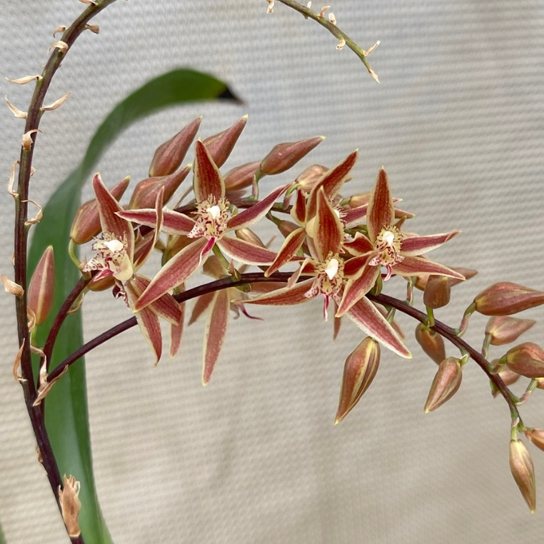 [ Fragrant ] Macradenia multiflora | Species | Miniature Orchid | 多花長腺蘭 ...