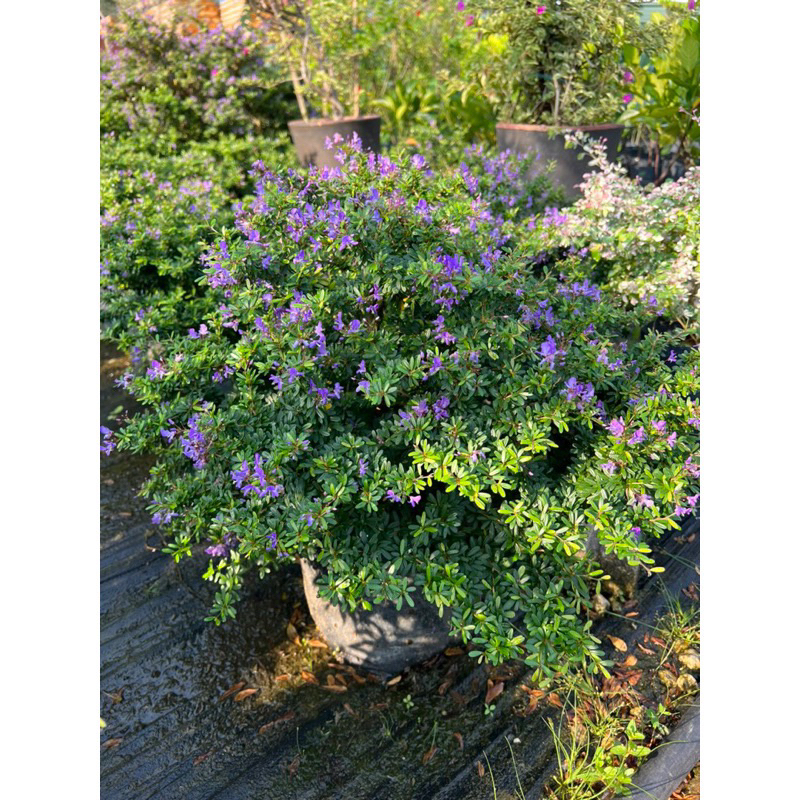 Bongsai Vietnam Bluebell / Vietnamese Blue Bell Tree (Trifidacanthus ...