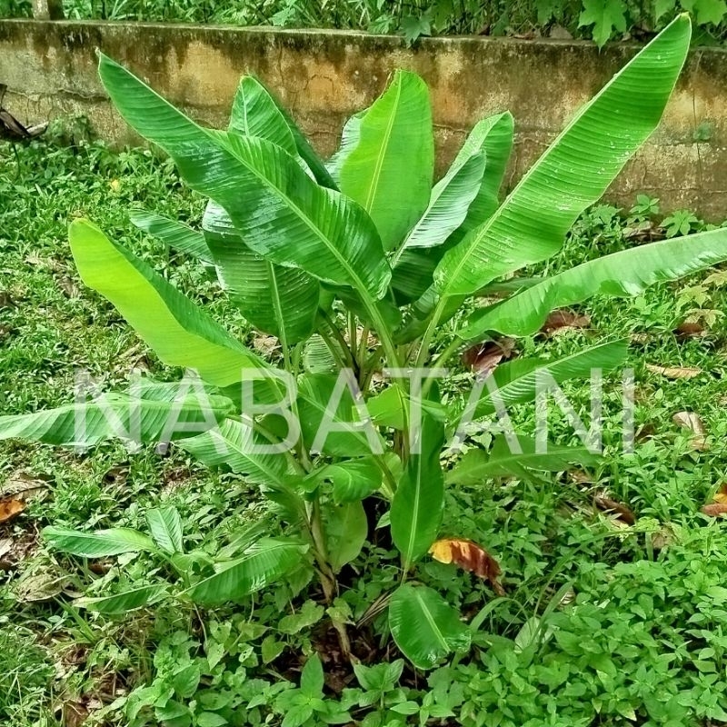 [NABATANI] Sulur Pokok Pisang Hutan Anak Pokok Pisang Hutan | Shopee ...