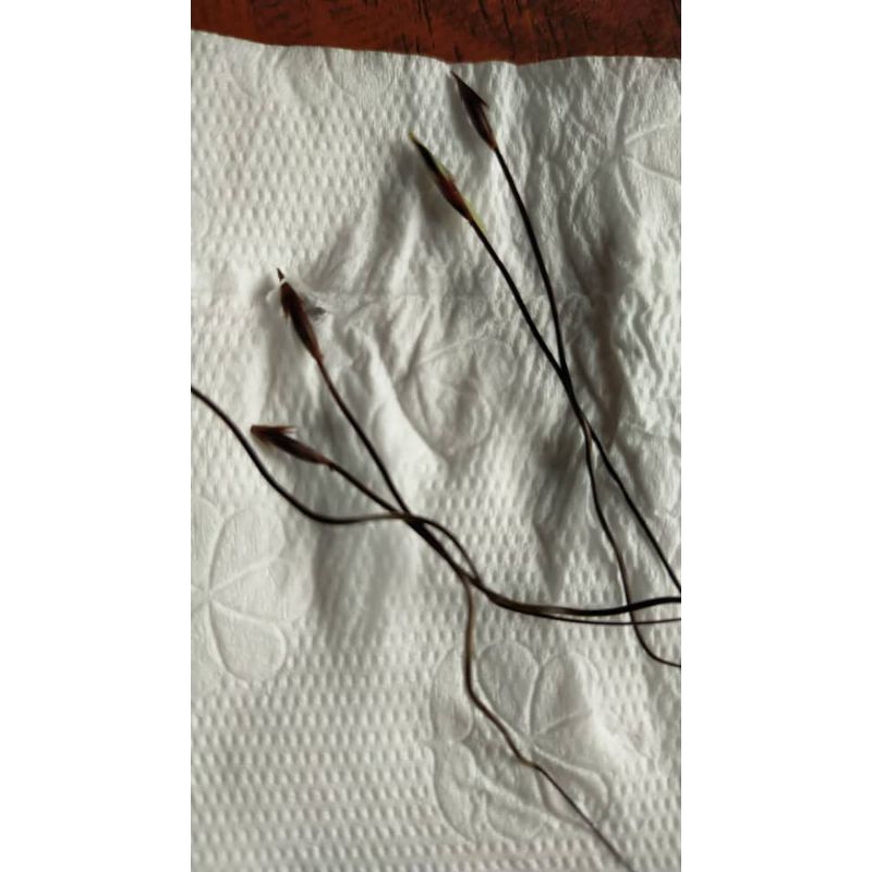 Boleh buat minyak atau produck Janggut Adam | Shopee Malaysia