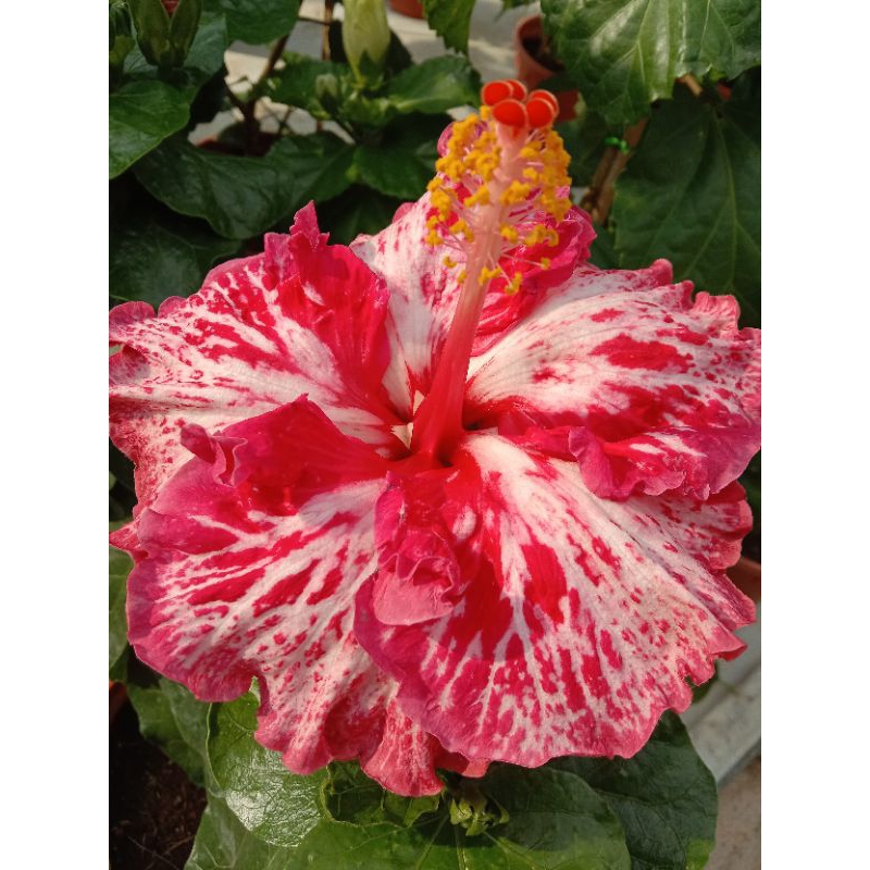 🔥🔥Bunga Raya Hybrid No.07🔥🔥 | Shopee Malaysia