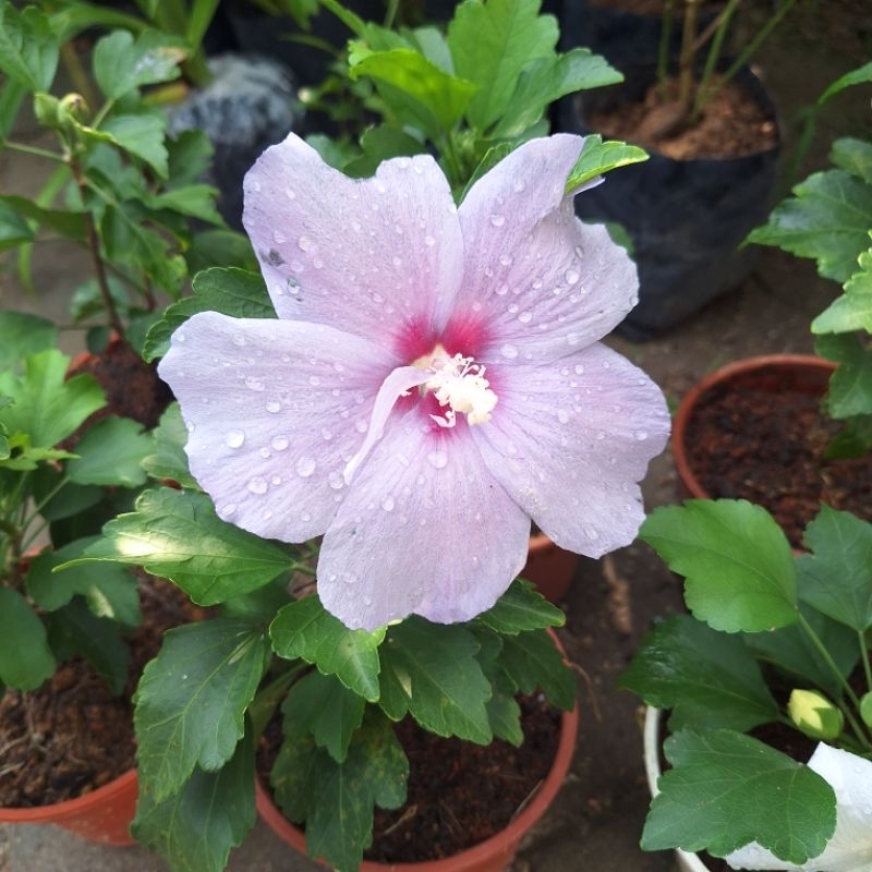 Pokok bunga raya kampung warna merah | Shopee Malaysia