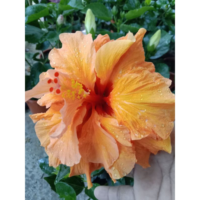 🔥🔥Bunga Raya Hybrid No.16🔥🔥 | Shopee Malaysia