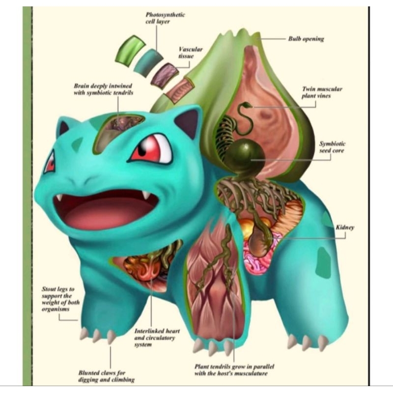 Pokemon Anatomy Guide • Art Book • Science Character Design Concept ...