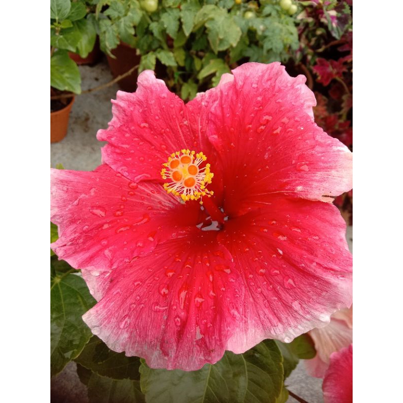 🔥🔥Bunga Raya Hybrid No.36🔥🔥 | Shopee Malaysia