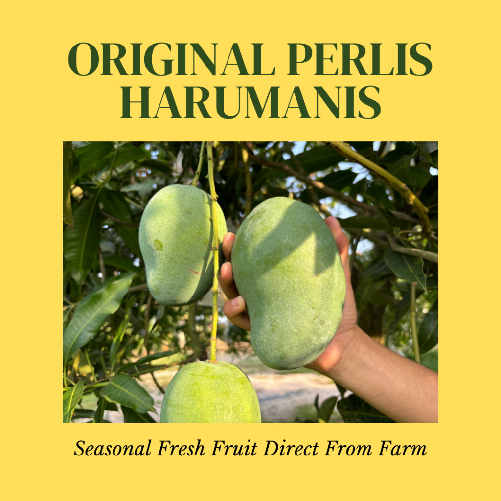 Harumanis Perlis Mango (Grade A & AAA) | Shopee Malaysia