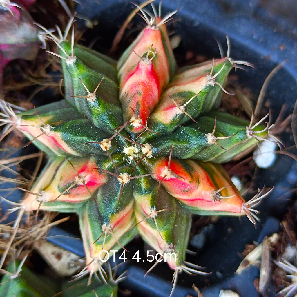GYMNOCALYCIUM ID ORANGE TIGER CACTUS (OFFSETS FROM LANDED MOTHER PLANT ...