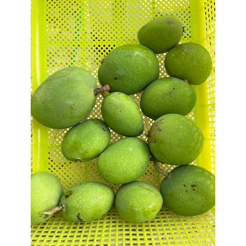 PAUH RINGAN / BUAH MANGGA TELUR | Shopee Malaysia