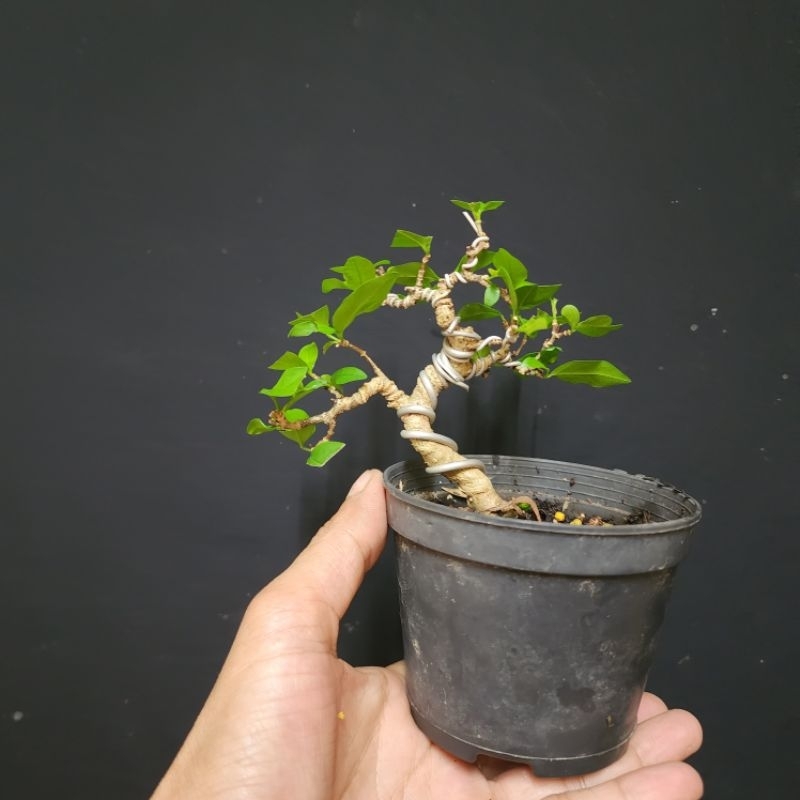 bonsai jeliti sui mei 水梅 for beginner | Shopee Malaysia