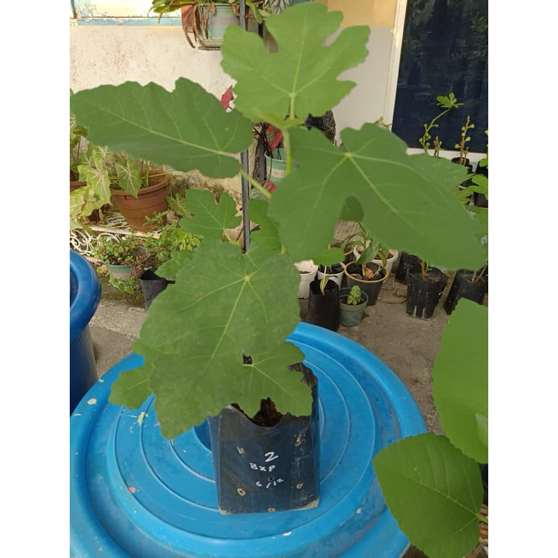 ANAK POKOK TIN BRAZILLIAN XP / BXP FIG TREE | Shopee Malaysia