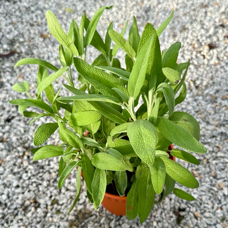 🔥HERB🔥 SAGE TREE / Common Sage / Salvia Officinalis / English Herb ...