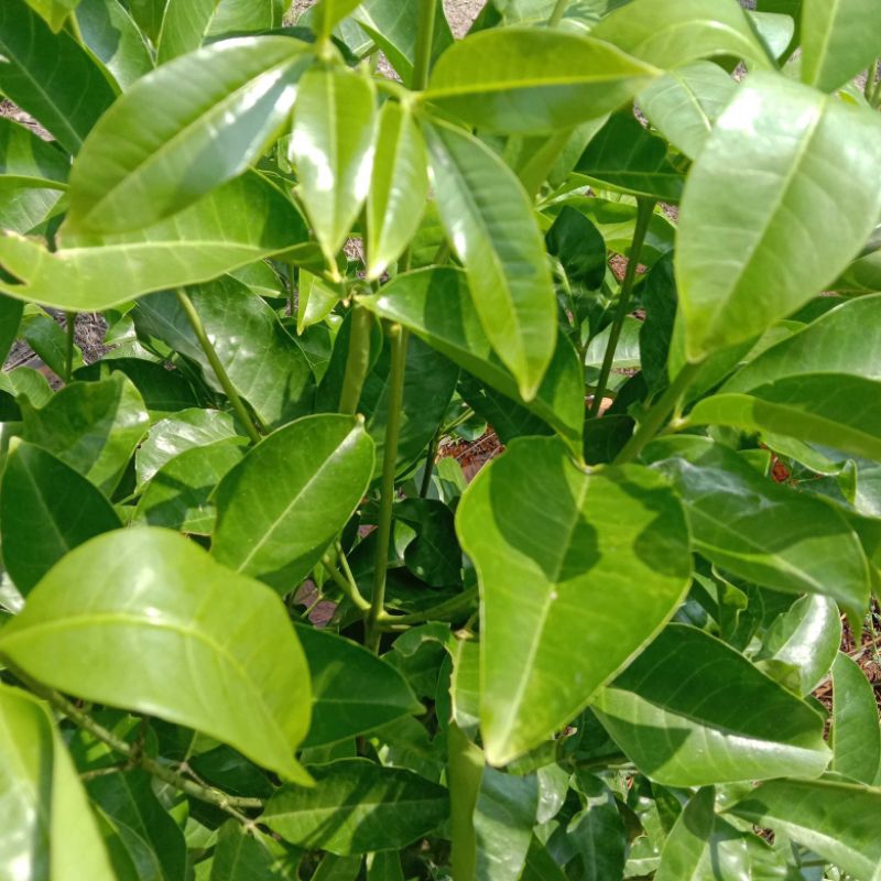 Pokok Tenggek Burung QUEEN | Shopee Malaysia