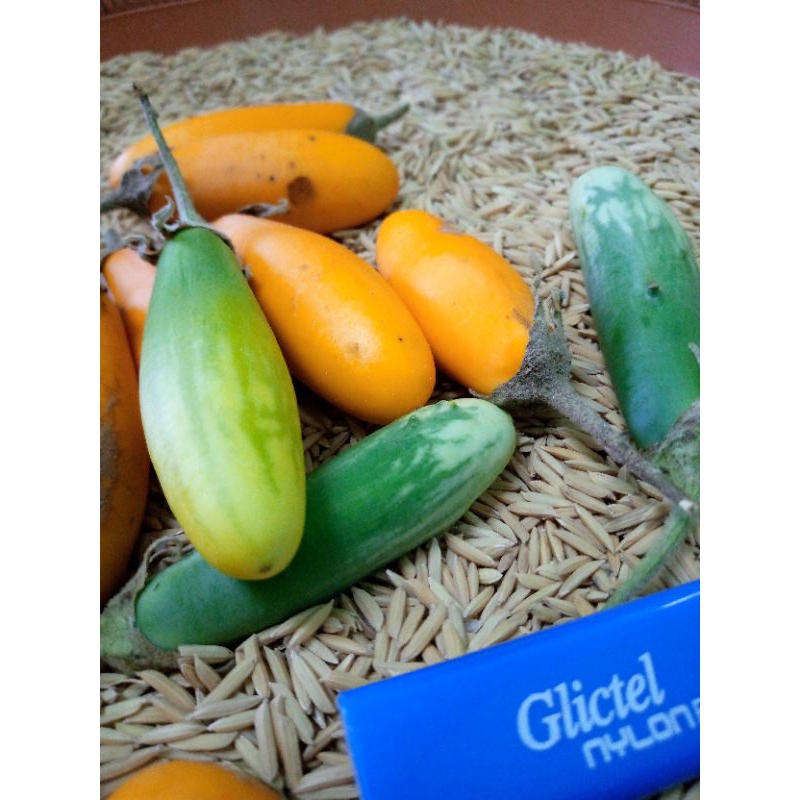 Benih Terung Telunjuk Ulam berkhasiat | Shopee Malaysia