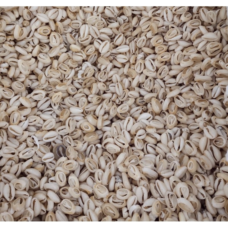 Seashell /Burie /siput/Burie Kuyung (Putih /Kelabu )S / M (1kg ...