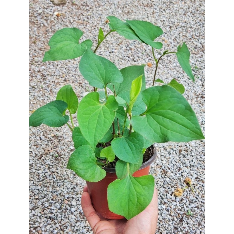 鱼腥草苗 Houttuynia cordata Seedlings Heart Leaf Fishwort | Shopee Malaysia