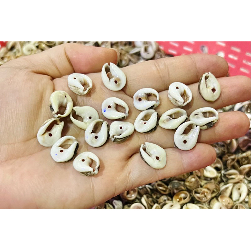 Kuyung Buriek Ori / Kuyung Buriek Kelia / Indonesia Seashell | Shopee ...