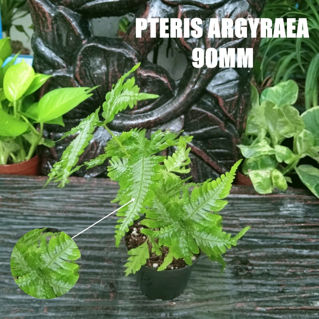 LUSHECO - Mini Fern Pot 90mm Terrarium Fern Plant 蕨类植物 | Shopee Malaysia