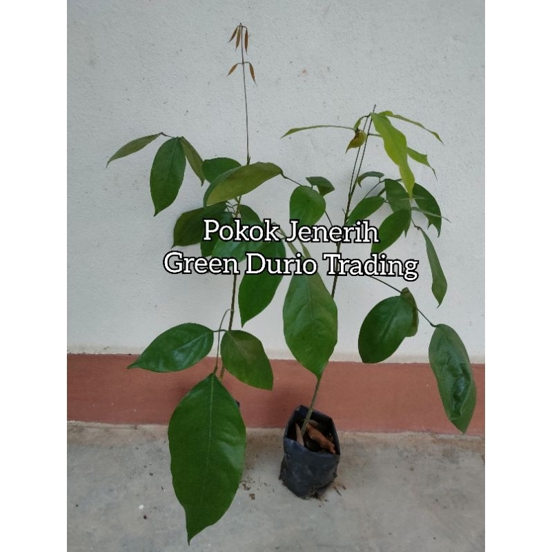 POKOK JENERIH / POKOK ULAM JENERIH | Shopee Malaysia
