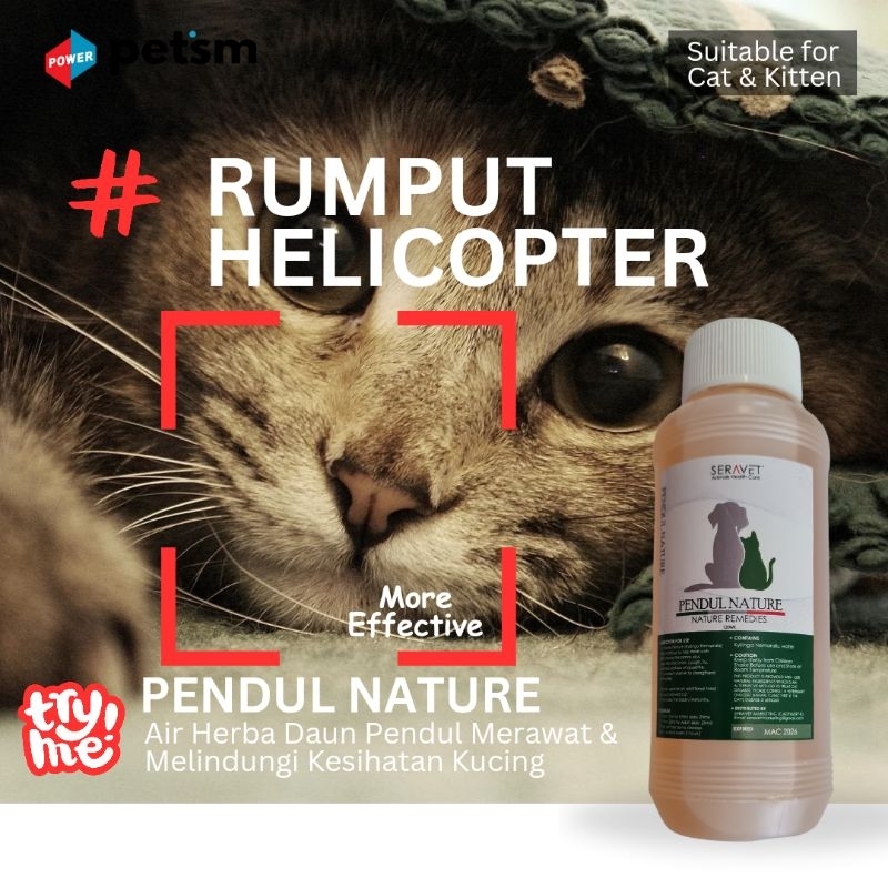 Air Rebusan Rumput Pendul / Rumput Helicopter/ Kyllinga Nemoralis untuk ...