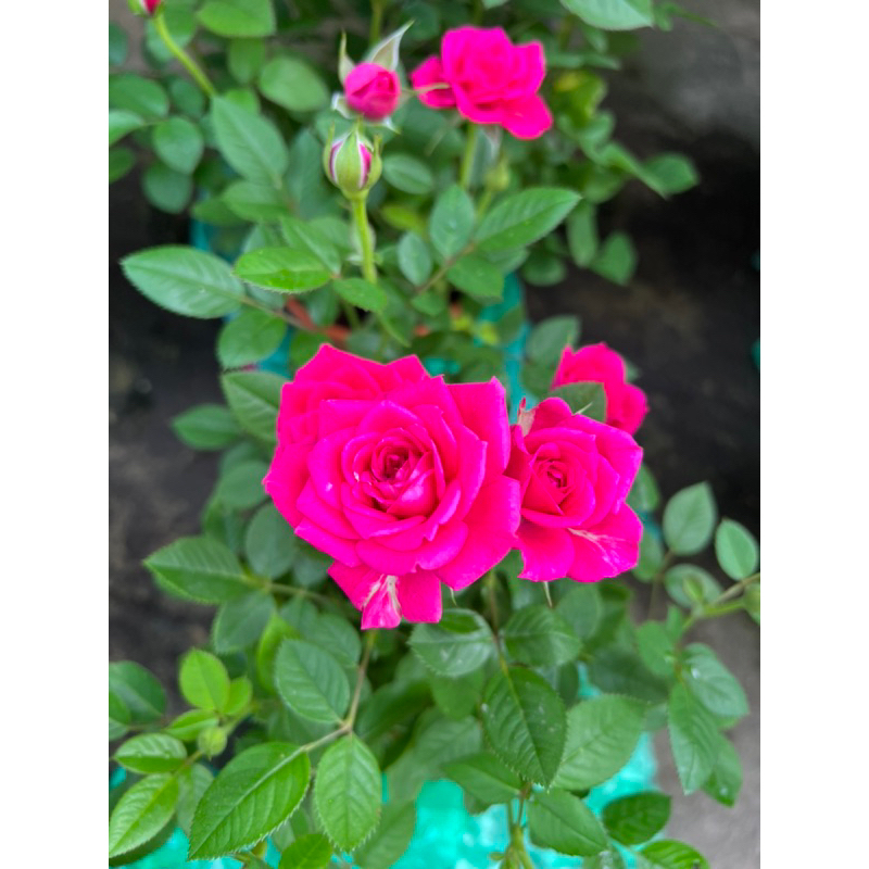 Ros dalam pasu pelbagai warna ( Cameron Rose ) / Bunga Ros 🌹 | Shopee ...