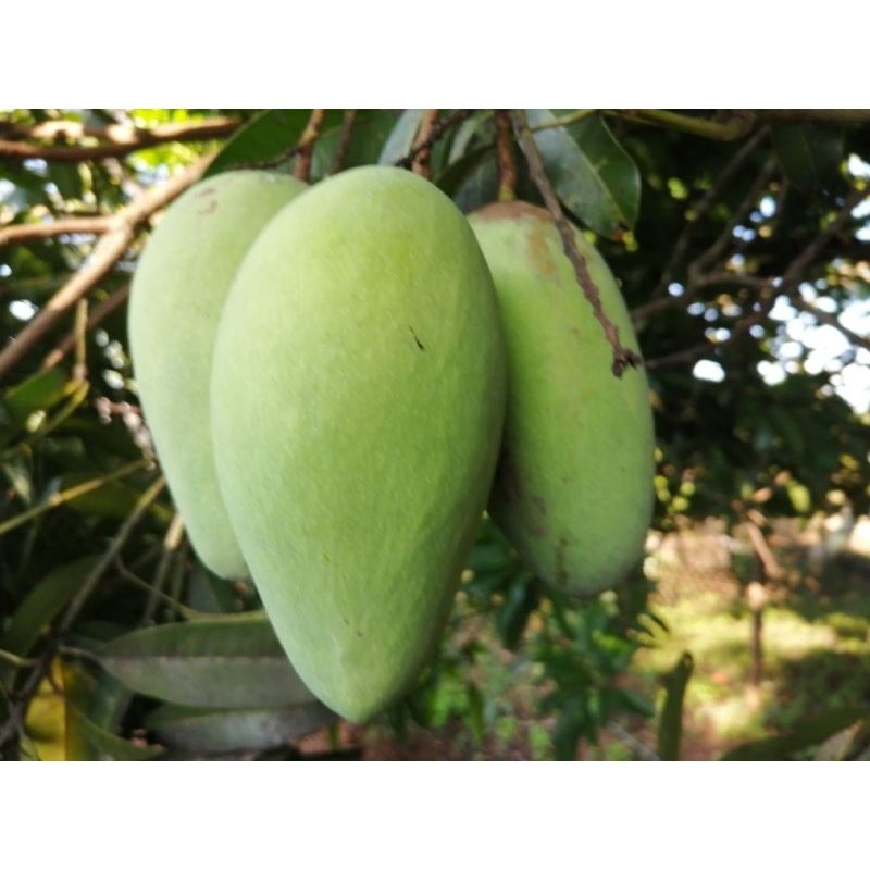 Mangga cokanan muda 1 kg | Shopee Malaysia