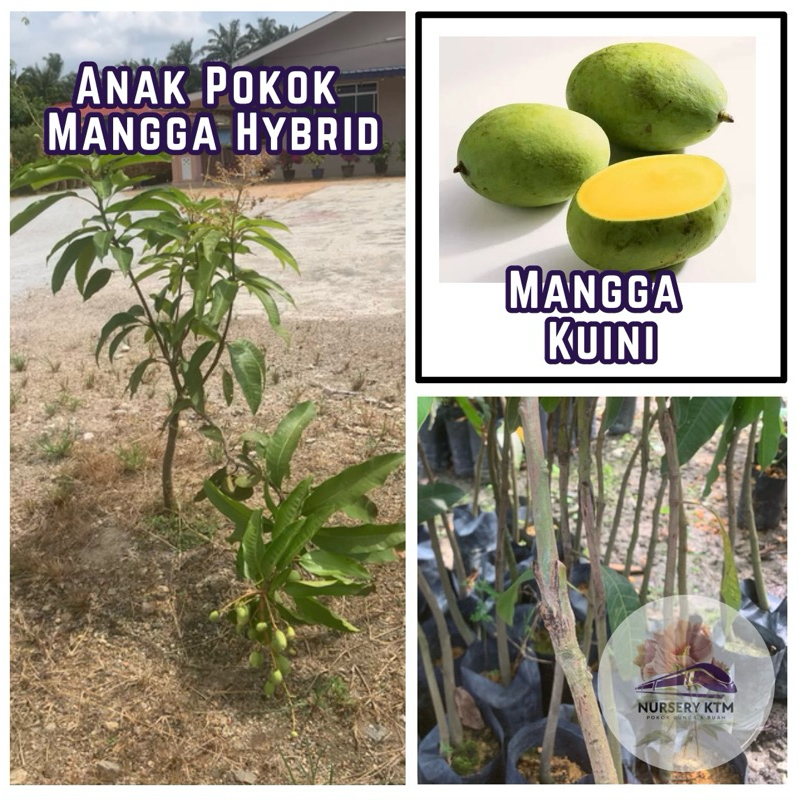 Pokok Mangga Kuini cepat berbuah (hybrid) | Shopee Malaysia