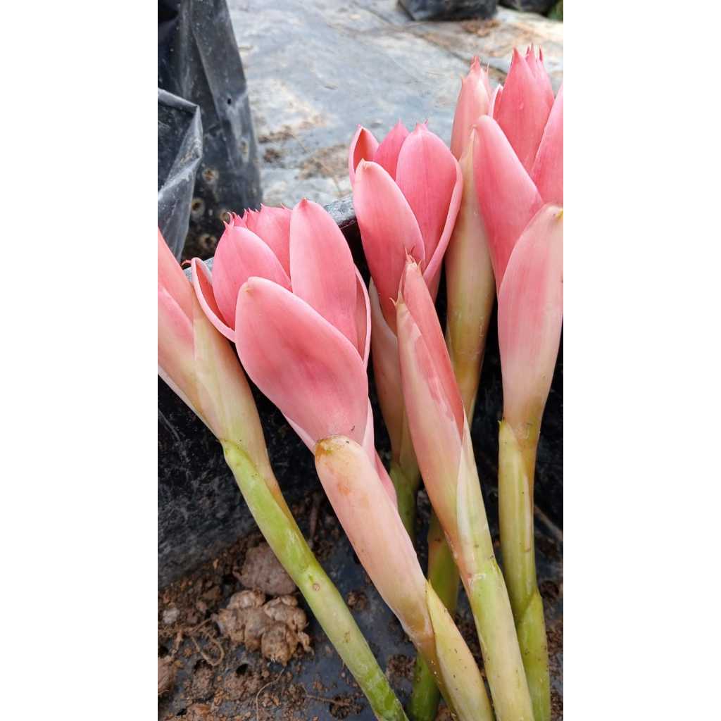 BUNGA KANTAN SEGAR / BUNGA KANTAN / BUNGA KANTAN FRESH / BUNGA KANTAN ...