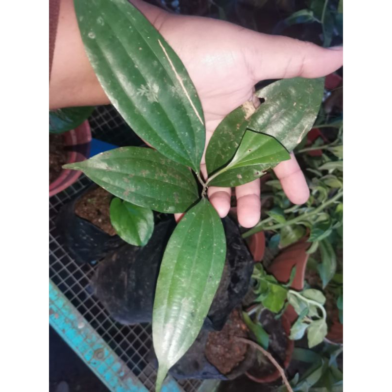 Pokok Rancang Besi, rare,pokok hutan,khasiatnya untuk dalaman Lelaki ...