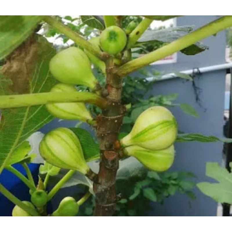 pokok tin panache tiger/panache tiger | Shopee Malaysia