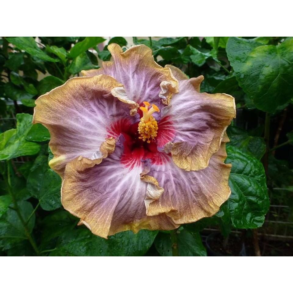 Anak Pokok Bunga Raya/Hibiscus Hibrid/Hybrid Impot Season 3 | Shopee ...