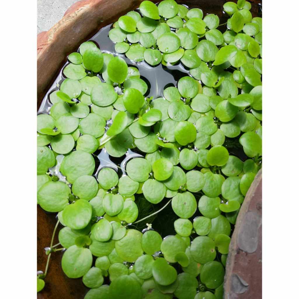 AMAZON FROGBIT WATER PLANT 10POKOK | Shopee Malaysia