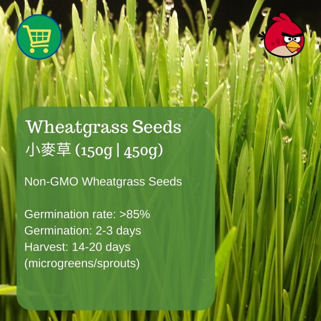 Wheatgrass Seeds Gandum 小麥草 (150g | 450g) | Shopee Malaysia