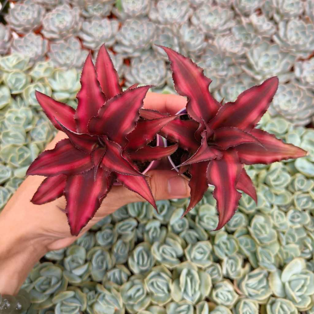 GPS Green Plant Society Live Plant Mini Cryptanthus Bromeliad Red 小红姬凤梨 ...
