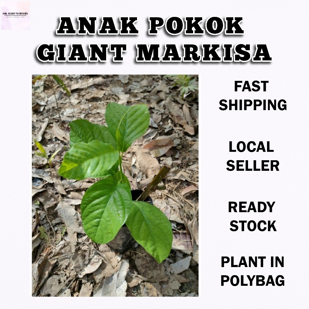 Anak Pokok Giant Markisa | Shopee Malaysia