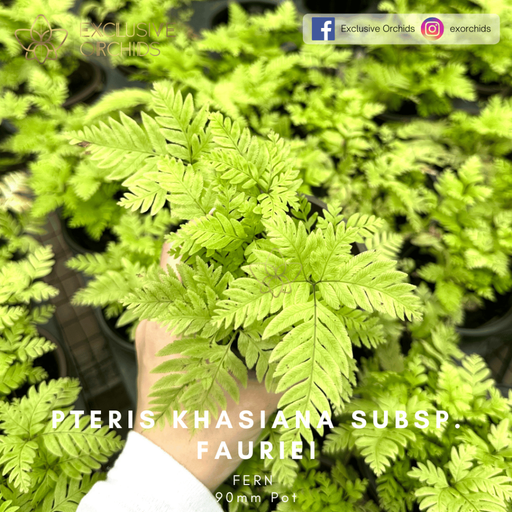 [EOT] Pteris Khasiana subsp. Fauriei, 90mm pot 【FERN | Faurie's Brake ...