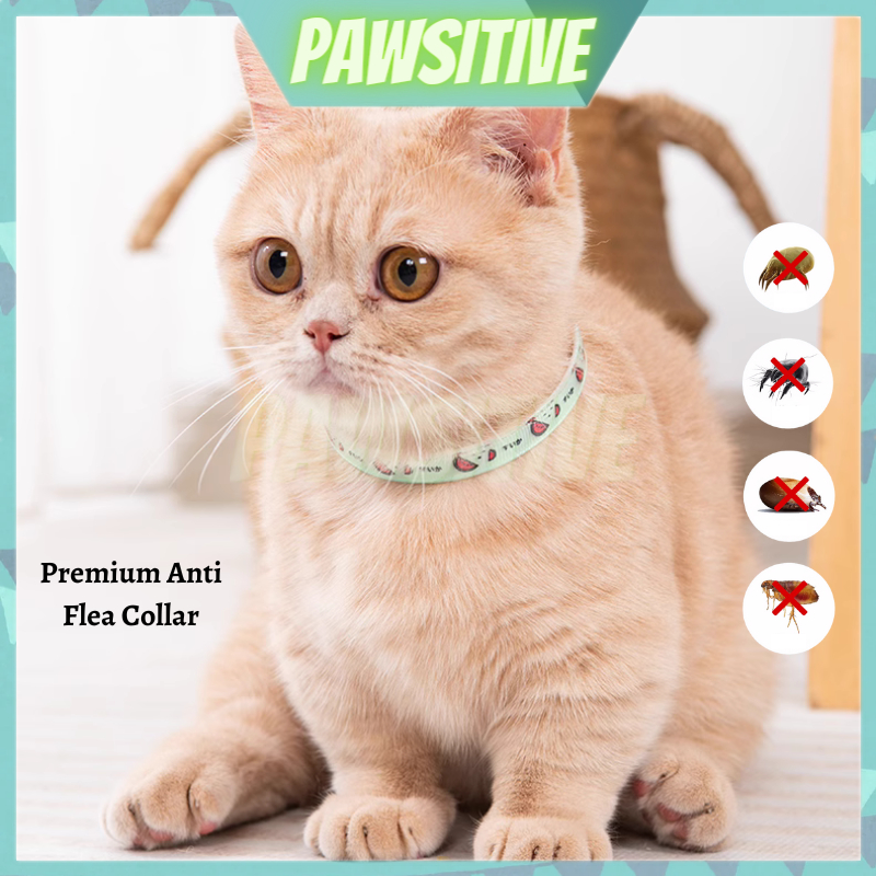 PAWSITIVE Anti Flea Collar Cat Flea Collar For Cat/Rantai Kutu Kucing ...