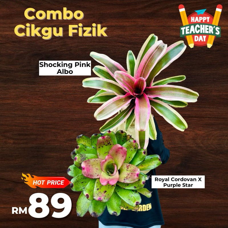bunga bromeliad combo cikgu fizik | Shopee Malaysia