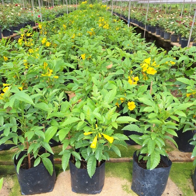 SNT" Pokok Tecoma kuning / yellow bell / dekorasi bunga / pokok hidup ...