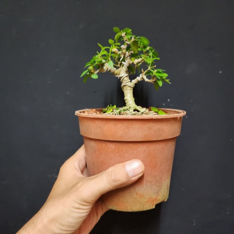 bonsai jeliti sui mei 水梅 stok training | Shopee Malaysia