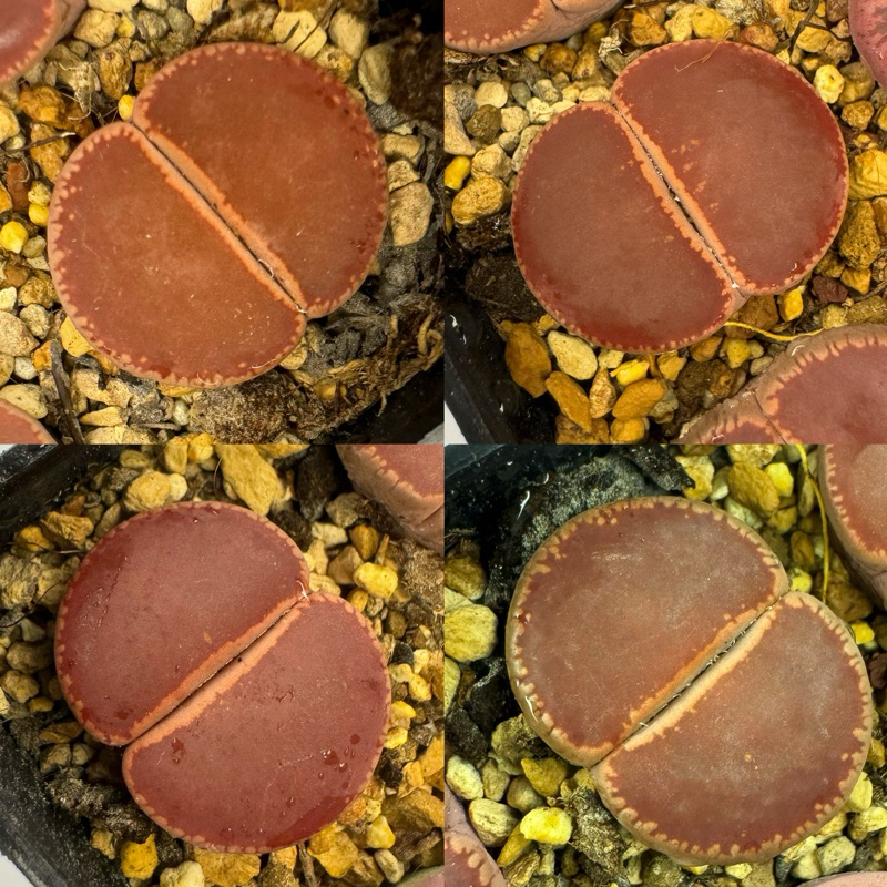 Lithops Aucampiae Kokerboom KO日轮玉 生石花 裸根发货bare roots | Shopee Malaysia