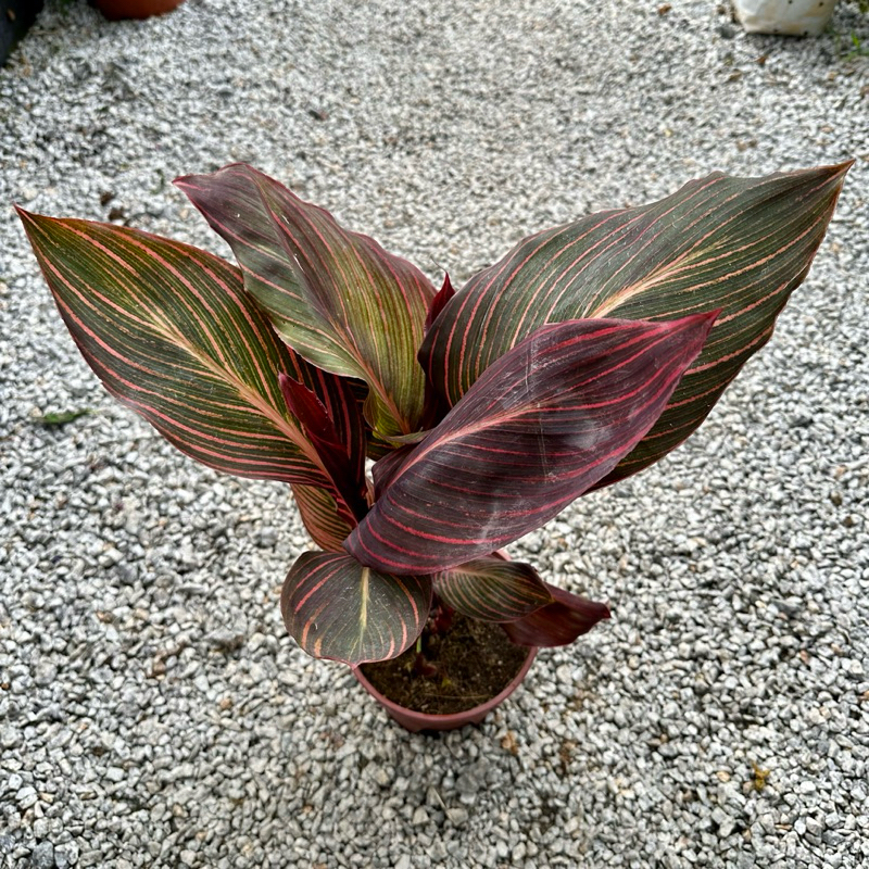 🔥OUTDOOR🔥 CANNA LILY (RED LEAF) / Bunga Tasbih Merah / African ...