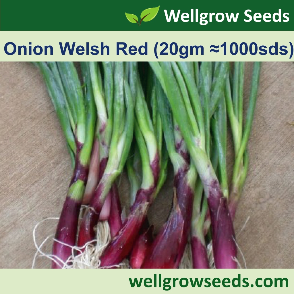 Onion Welsh Red (20gm ≈1000sds) 红根葱 Bawang Merah Welsh Vegetable Seeds ...