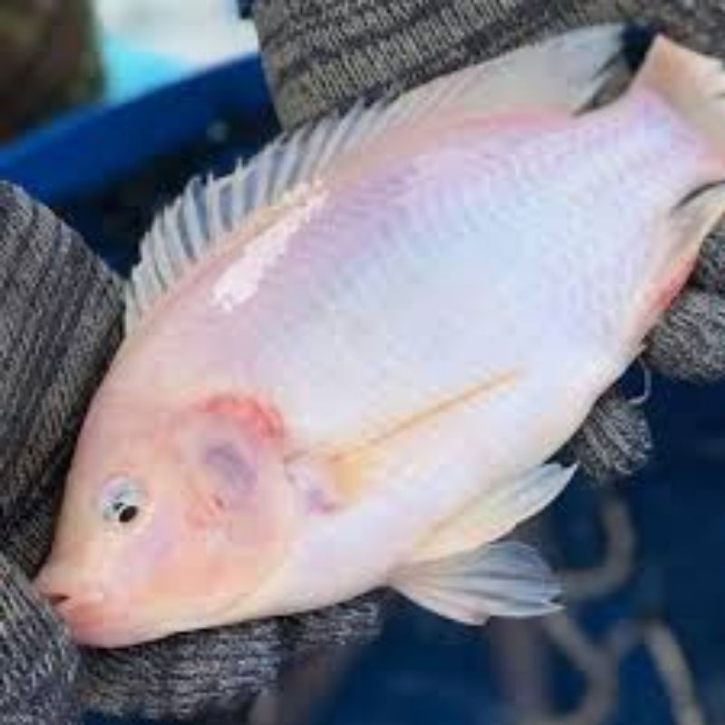 Ikan Talapia Merah segar | Shopee Malaysia