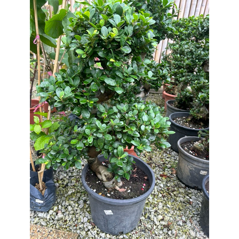 BSB-Ficus Ginseng (s shape) | Shopee Malaysia