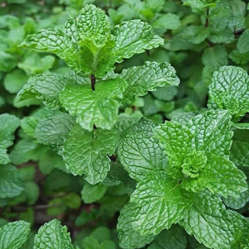 Biji Benih - Pudina | 800seeds - *Edible Mint *可食用 | Shopee Malaysia